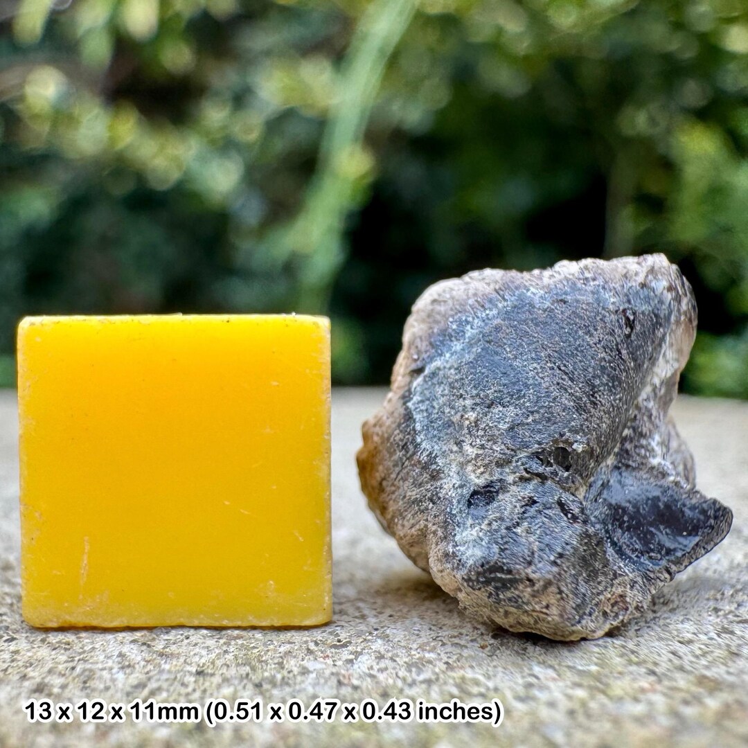 Rare Cretaceous Crocodile Coprolite Fossil - Weald Clay, Smokejacks ...