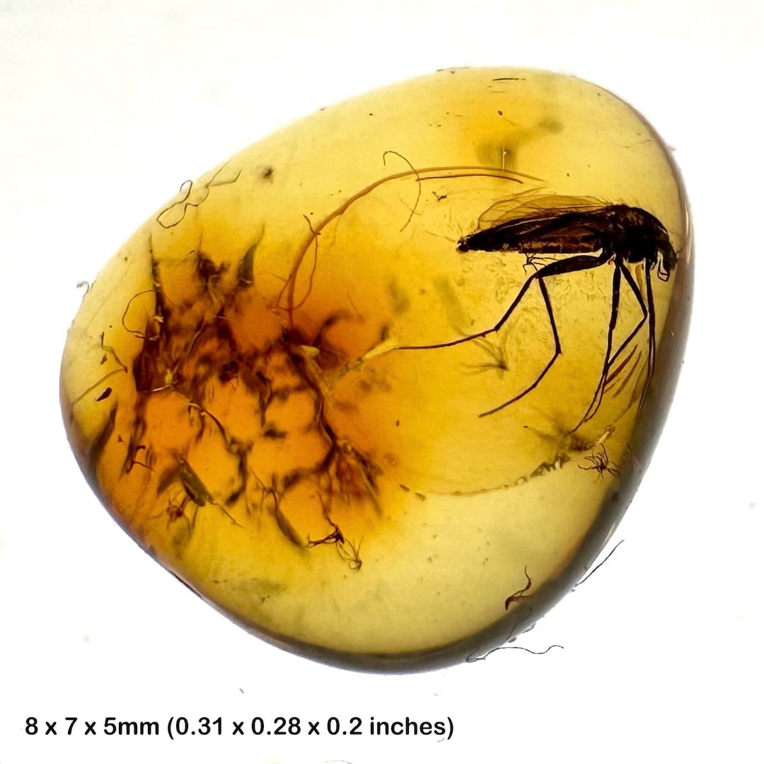 Baltic Amber With Aedes Inclusion – Eocene Insect Fossil in Natural ...