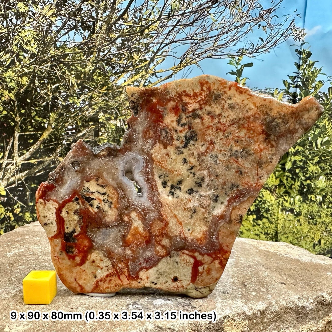 Dinosaur Coprolite Sectioned and Polished Slicefossil Poo, Poop ...