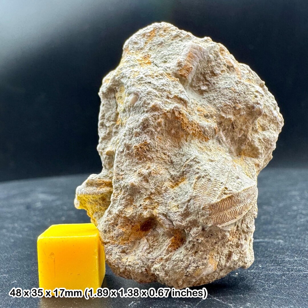 Rare: Fossil Blastoid Pentremites Gudoni – Carboniferous, Mississippian ...