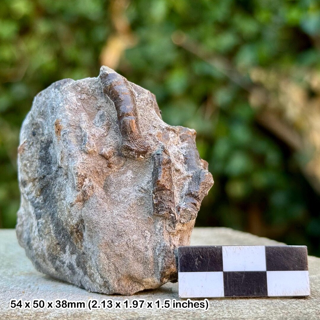 Rare Dibunophylum Bipartitum Fossil Coral Carboniferous Limestone Tenby ...