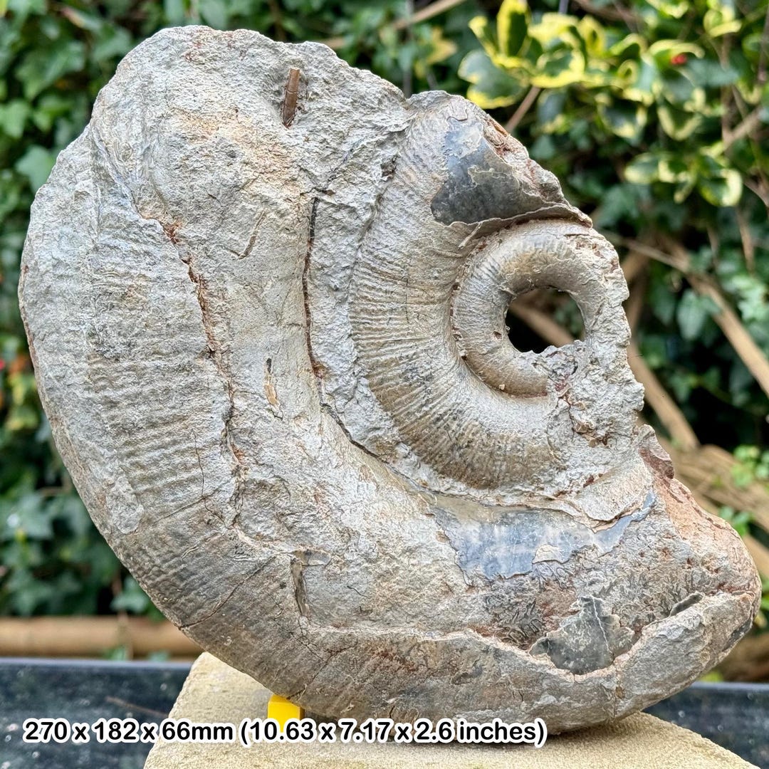 Partial Lytoceras Ammonite Fossil Jurassic Green Ammonite Beds Lyme ...