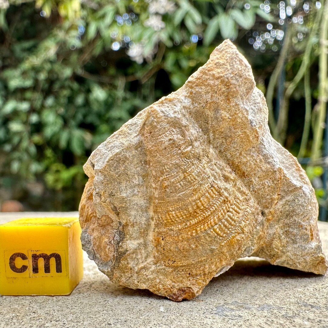 Belemnite Phragmocone Fossil Jurassic Coast Burton - Etsy UK