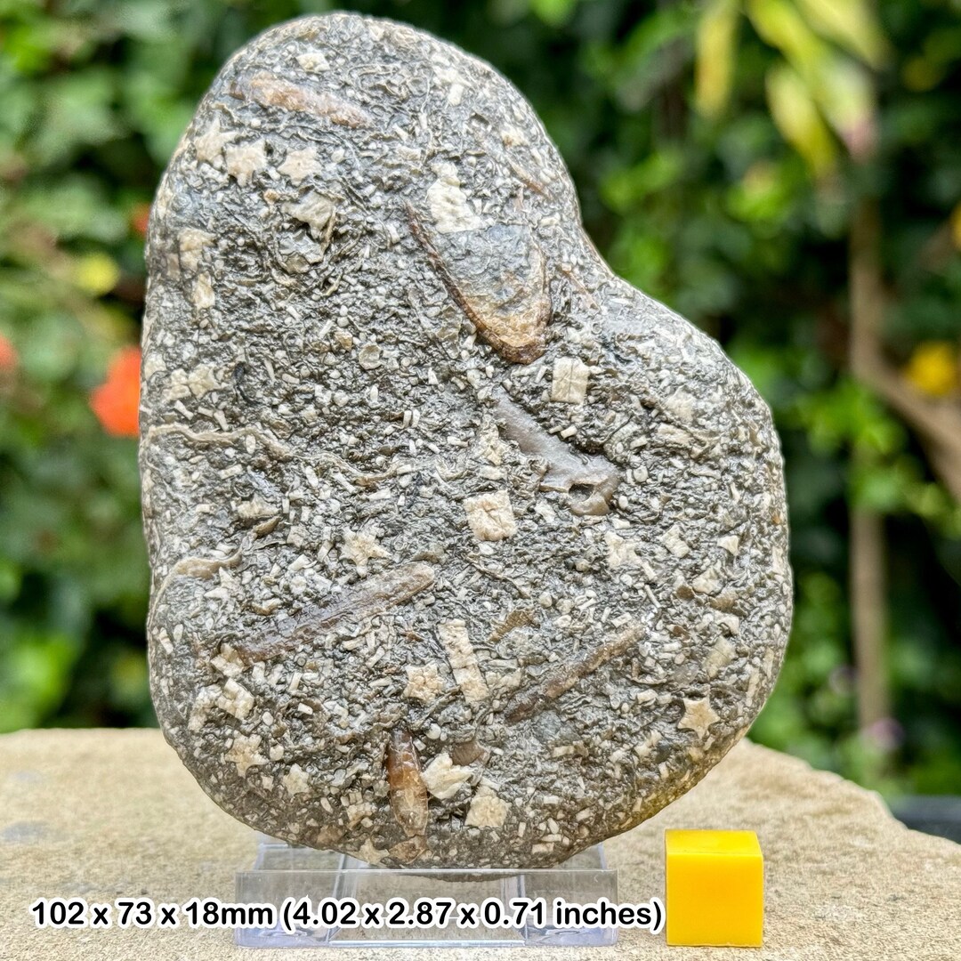 Jurassic Crinoid Star Slab Fossil on Stand Charmouth, Uk Authentic With ...