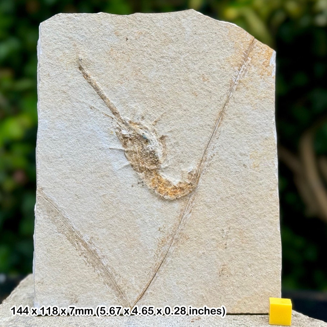 Rare Aeger Tipularius Fossil Shrimp - Solnhofen Limestone, Jurassic ...