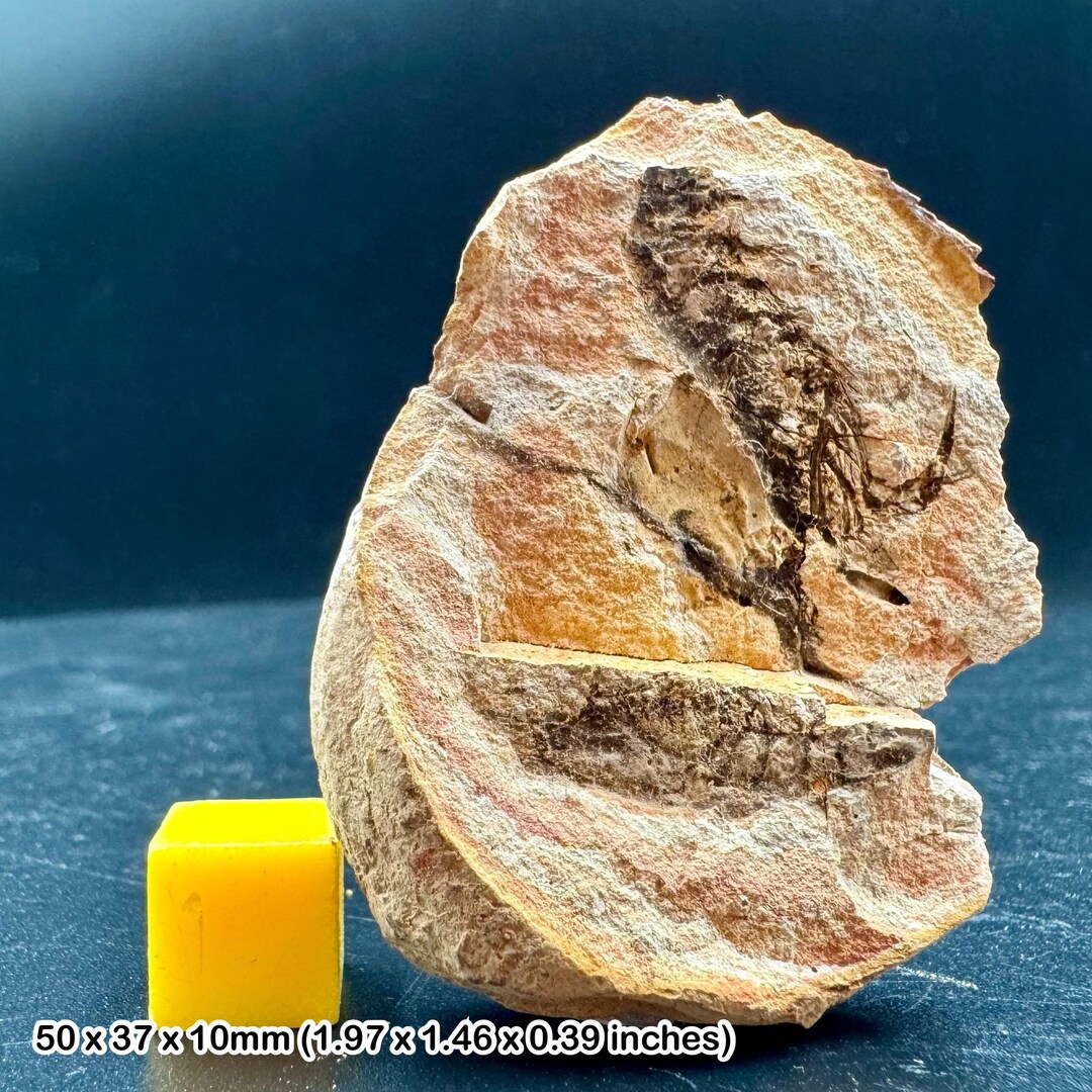 Rare: Litopenaeus Fossil Shrimp, Isalo Ii Formation, Lower Triassic ...