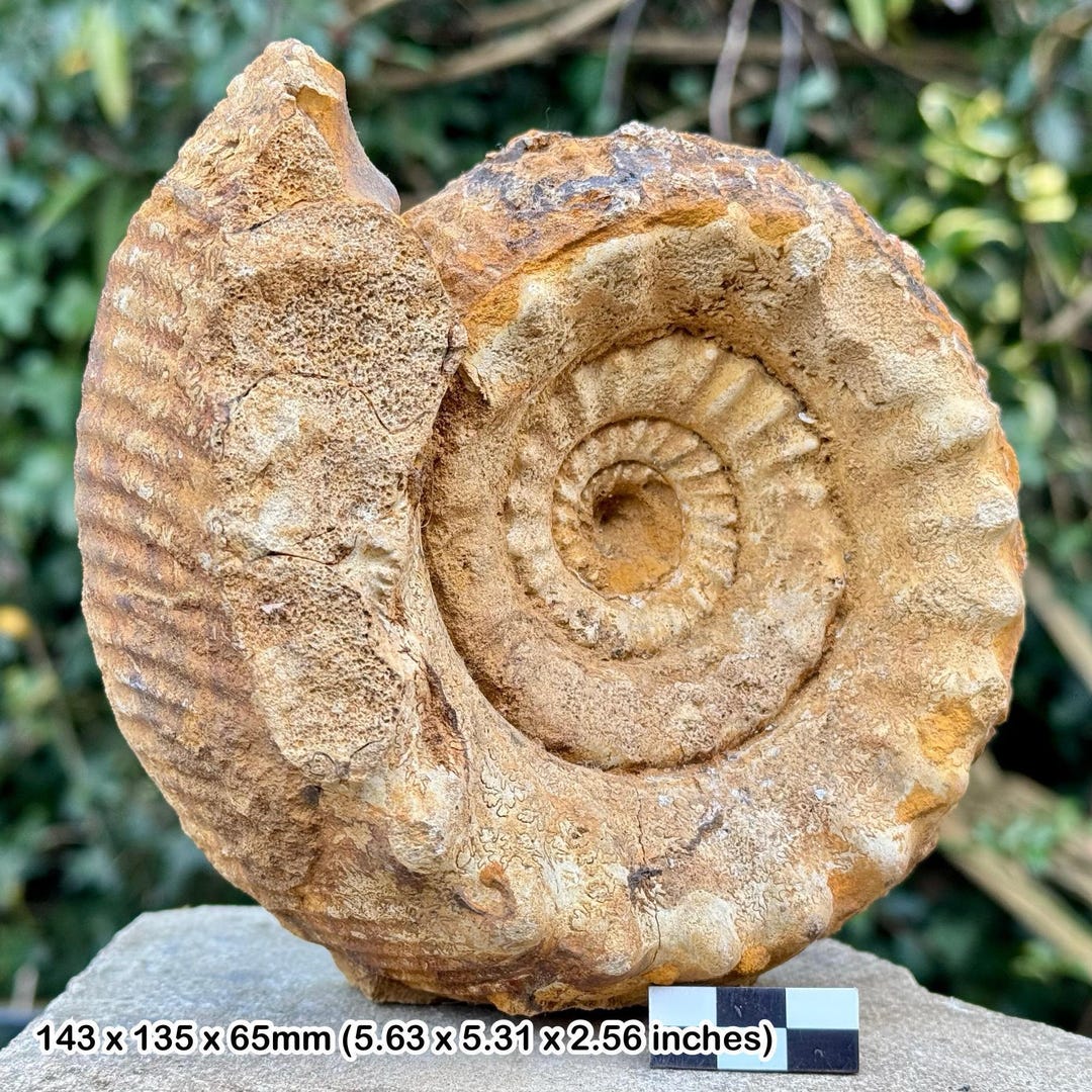 Rare 6" Teloceras Banski Ammonite Fossil, Inferior Oolite, Bajocian ...