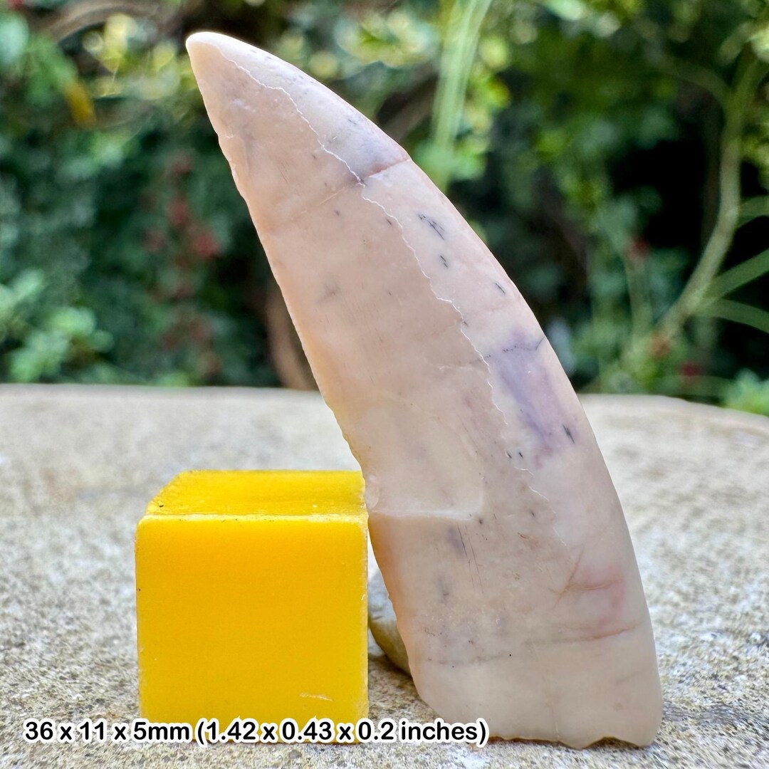 Kryptops Dinosaur Tooth Fossil Abelisaurid, Grade A, Cretaceous, Elrhaz ...