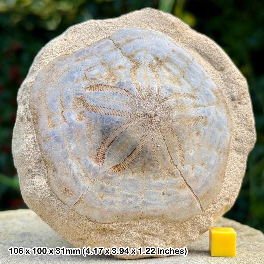 Large Echinoid Fossil Dendraster Miocene Era West Java Indonesia ...
