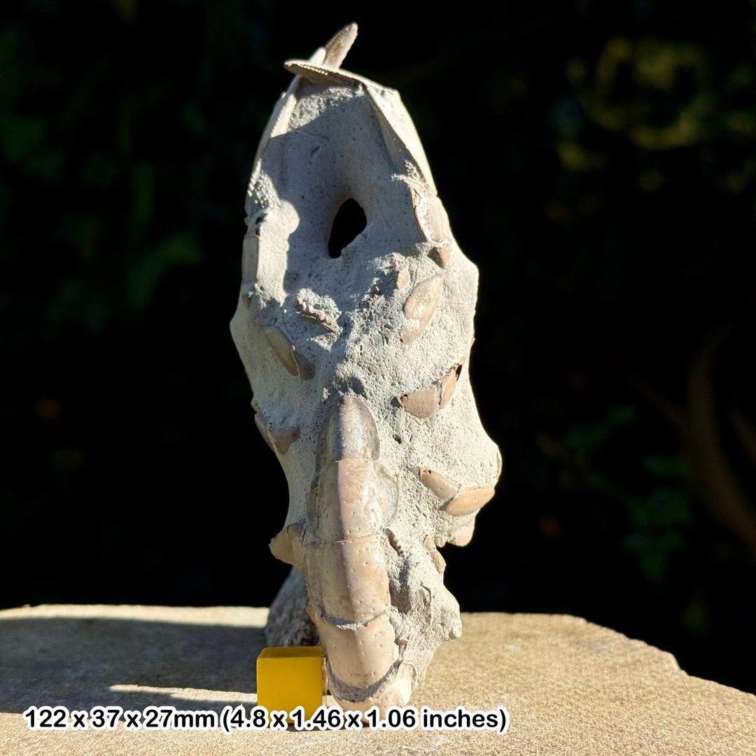 Rare Miocene Thalassina Anomala Lobster Fossil (mangrove Mud Lobster ...