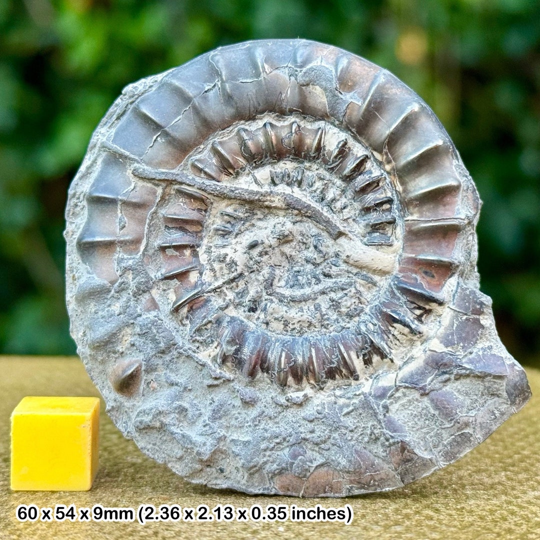 Fossil Echioceras Pyrite Ammonite, Charmouth, Jurassic Coast, Dorset Uk ...