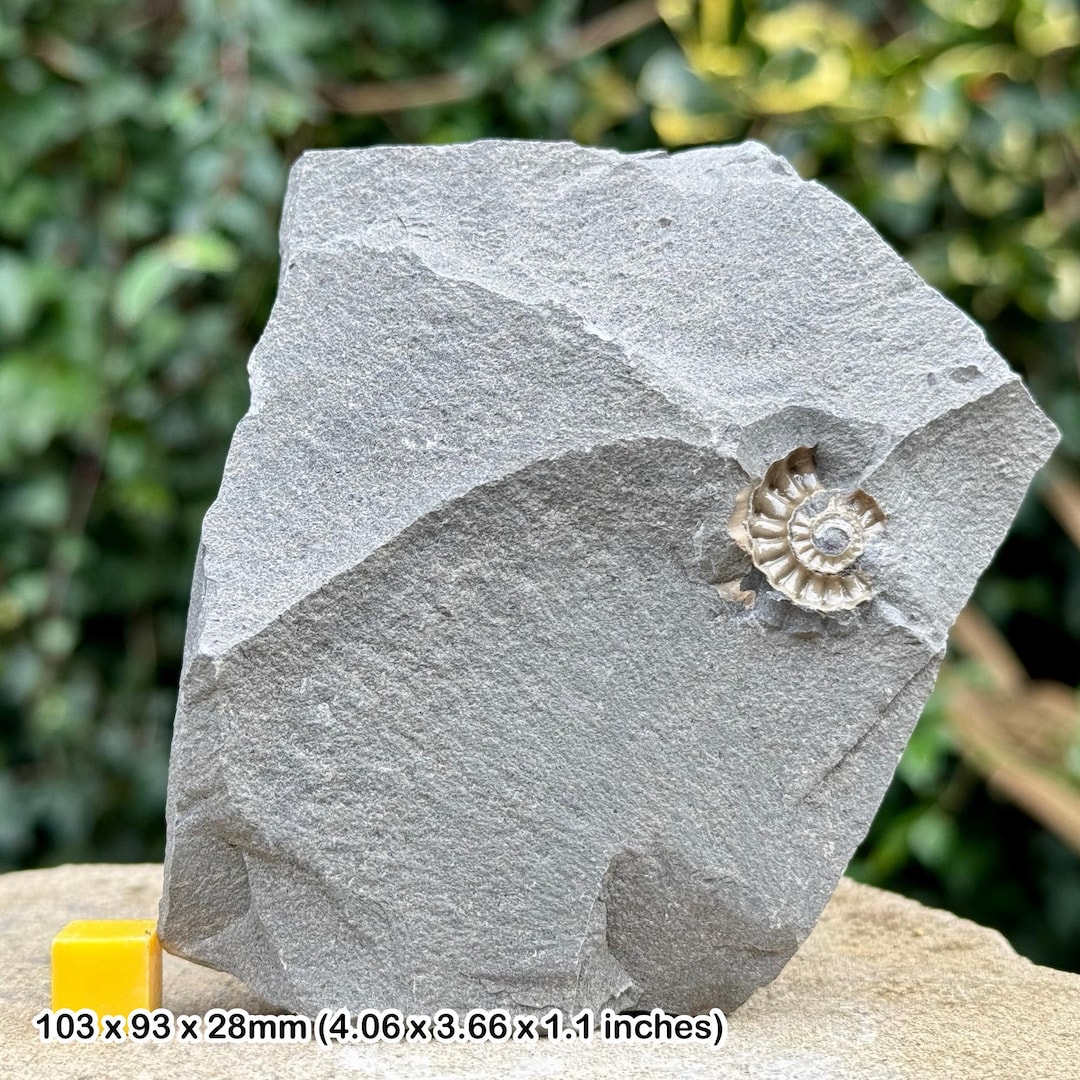 Promicroceras Ammonite Fossil Impression Jurassic Black Ven Marls Lyme ...