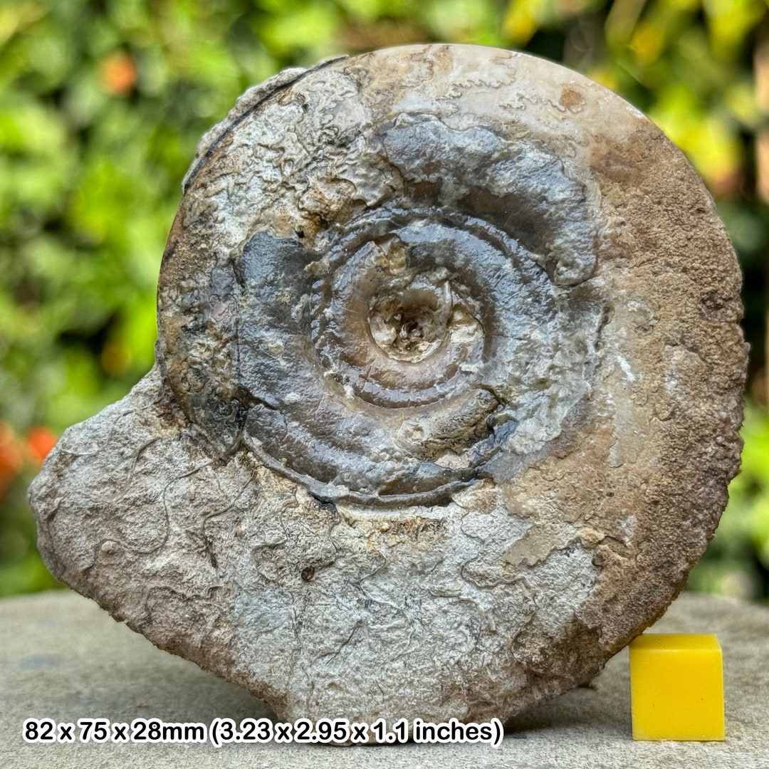 A-grade Hildoceras Ammonite Fossil - Jurassic Beacon Limestone ...