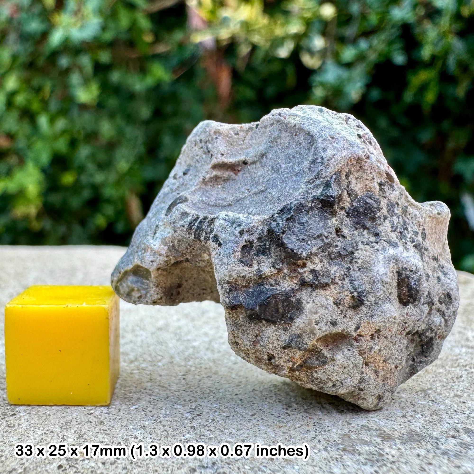 Rare Severnichthys Acuminatus Fossil Fish Tooth - Aust Cliff, Bristol ...