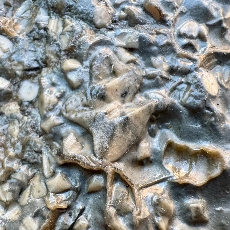 Pentacrinites Crinoid Star Slab Fossil | Jurassic Coast | Genuine ...