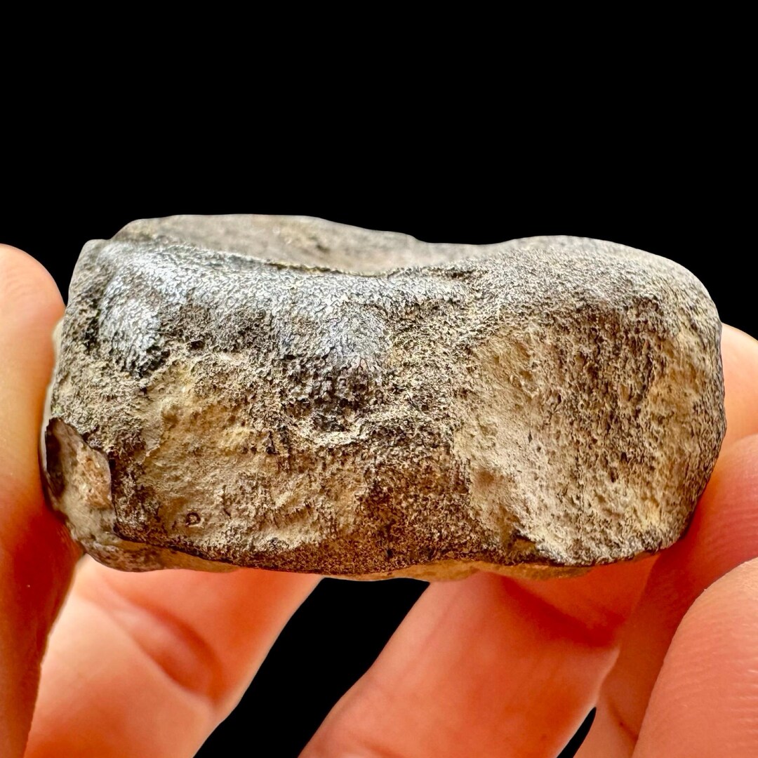 Ichthyosaur Reptile Fossil Vertebra Black Ven Lyme Regis Jurassic Coast ...