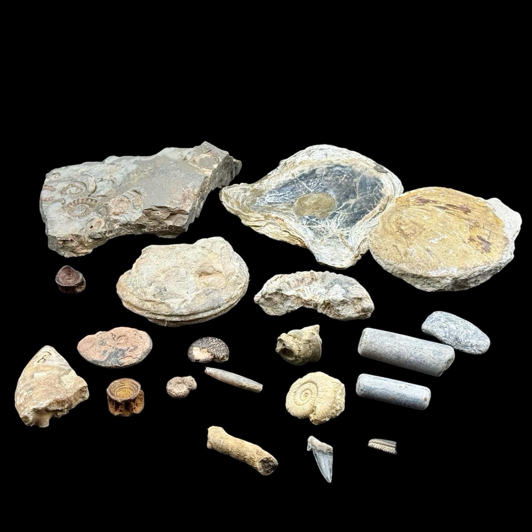 1kg Bulk British Fossil Mix 20 X Fossils Budget Mix including Dorset ...