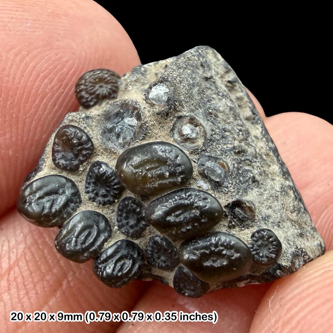 Rare Gyrodus Cuvieri Fossil Fish Jurassic Dorset Uk Kimmeridge Clay ...