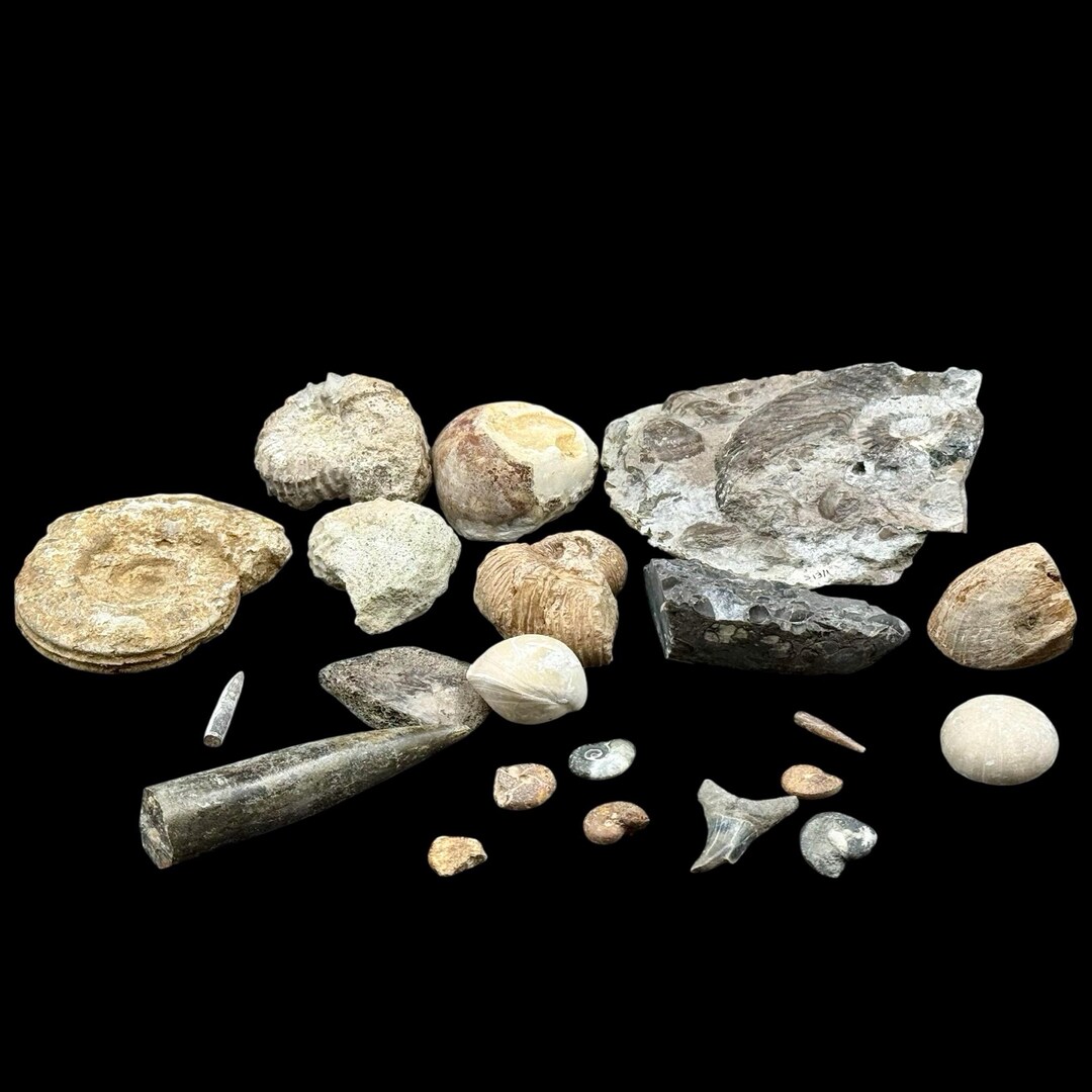 1kg British Fossil Mix X 21 | Jurassic Dorset & Somerset Fossils ...
