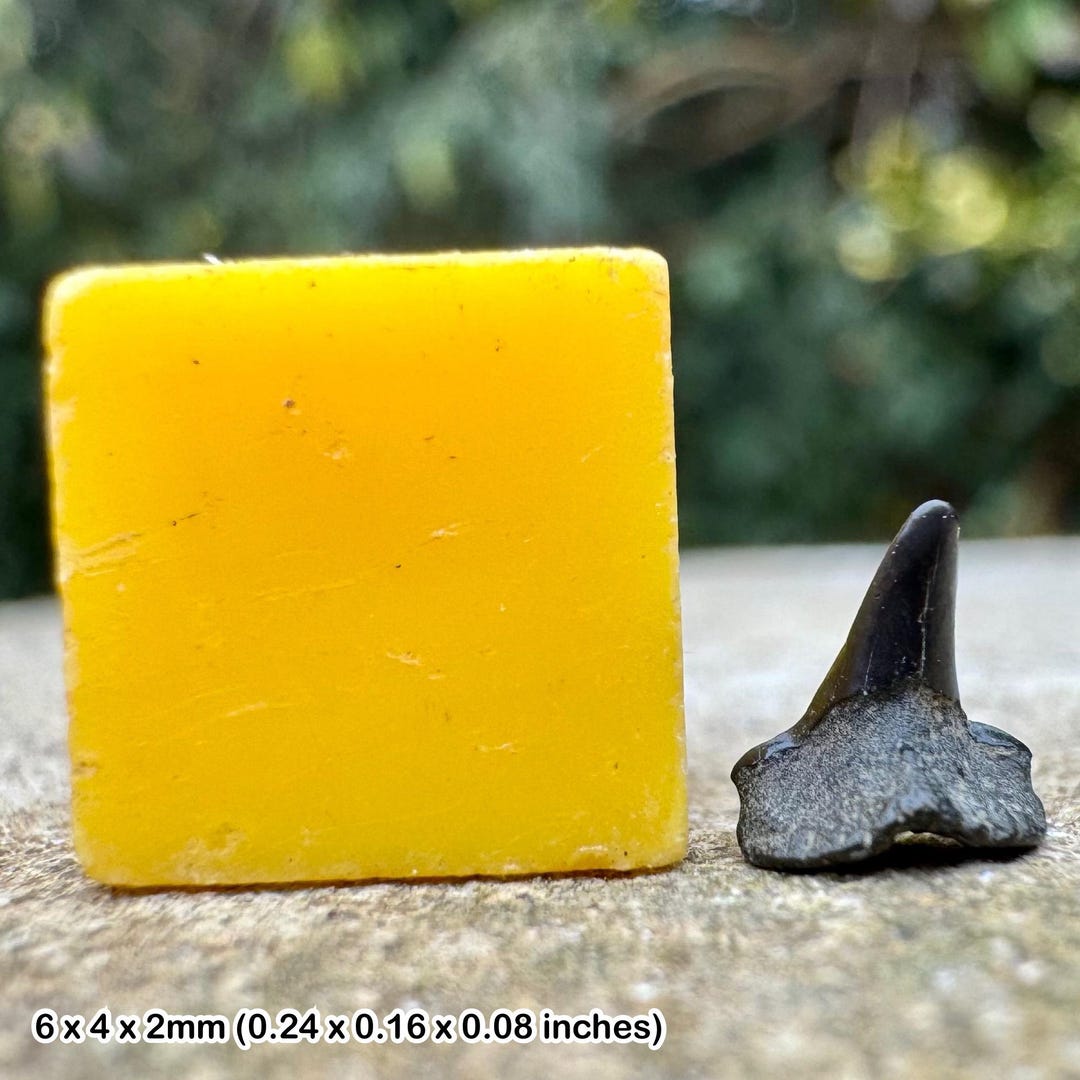 Rare: Squatina Prima British Eocene Angel Shark Tooth, Woolwich Beds ...