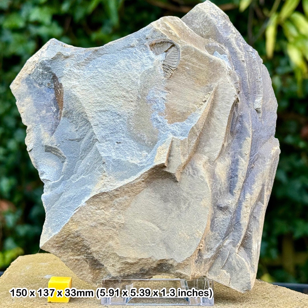 Rare British Trilobite ogyginus Fossil Partial Impression Ordovician ...