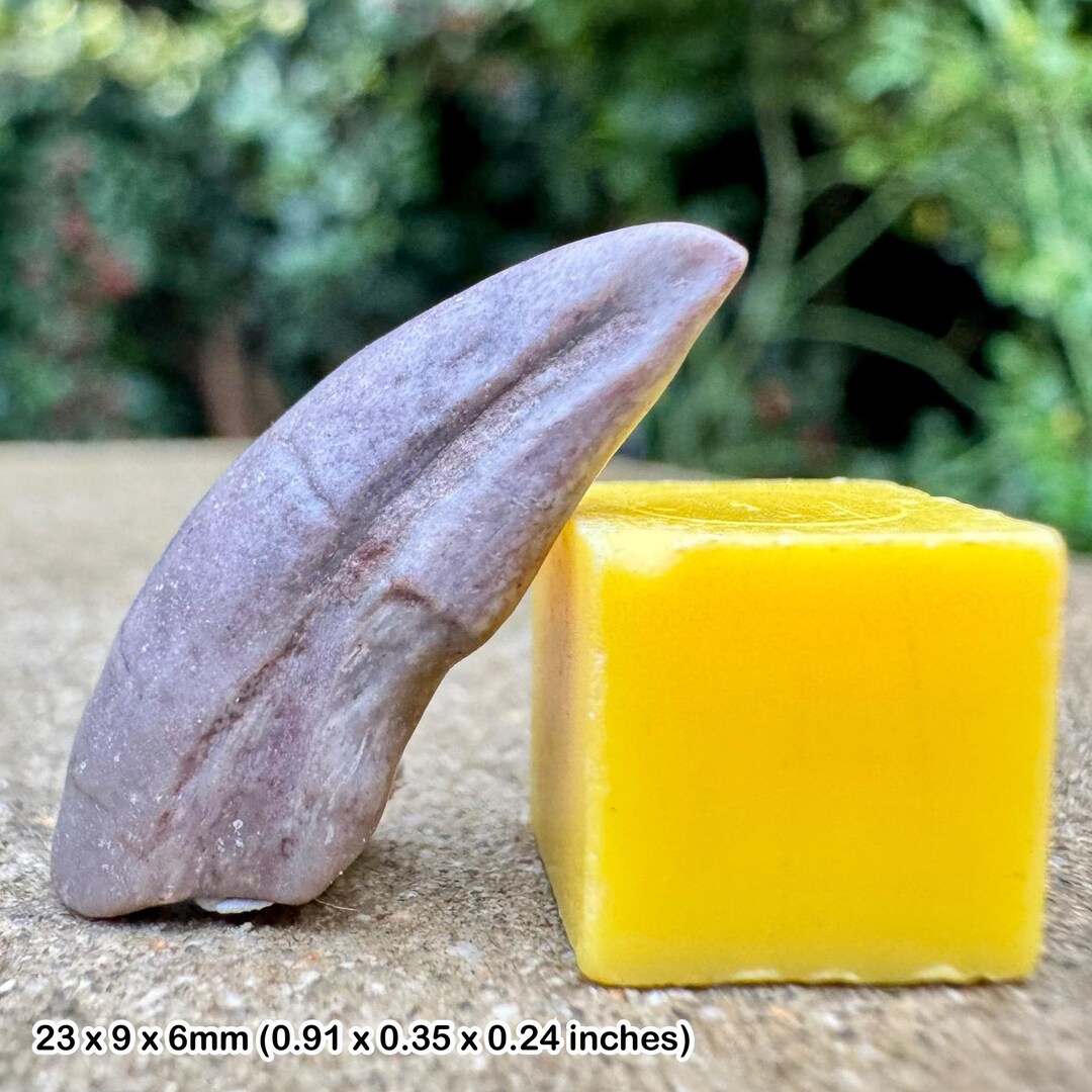 Authentic Theropod Dinosaur Claw Fossil (undescribed) Cretaceous ...