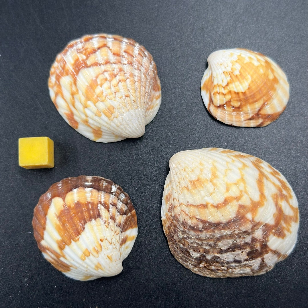 4 X Tawny Owl Clam Seashells Genuine Shell Specimen Certified - Etsy Norway