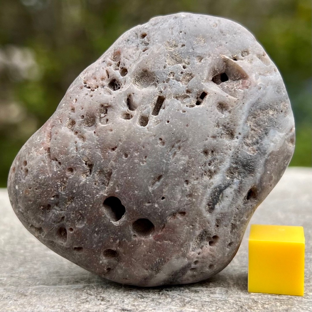 Dinosaur Stomach Stone Fossil Gastrolith Jurassic USA - Etsy