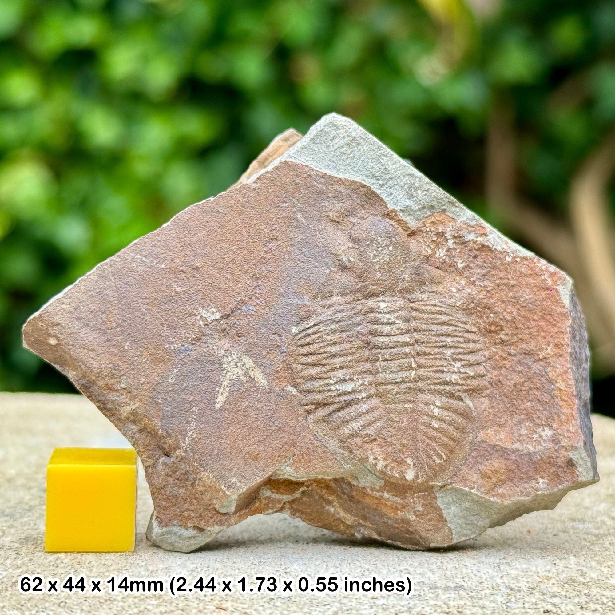 Rare British Ordovician Trilobite ogyginus Corndensis Builth Wells, Mid ...