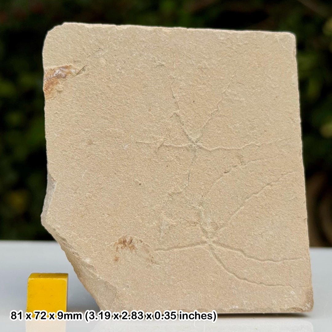 Geocoma Libanotica Fossil Brittle Star Cenomanian Upper Cretaceous ...
