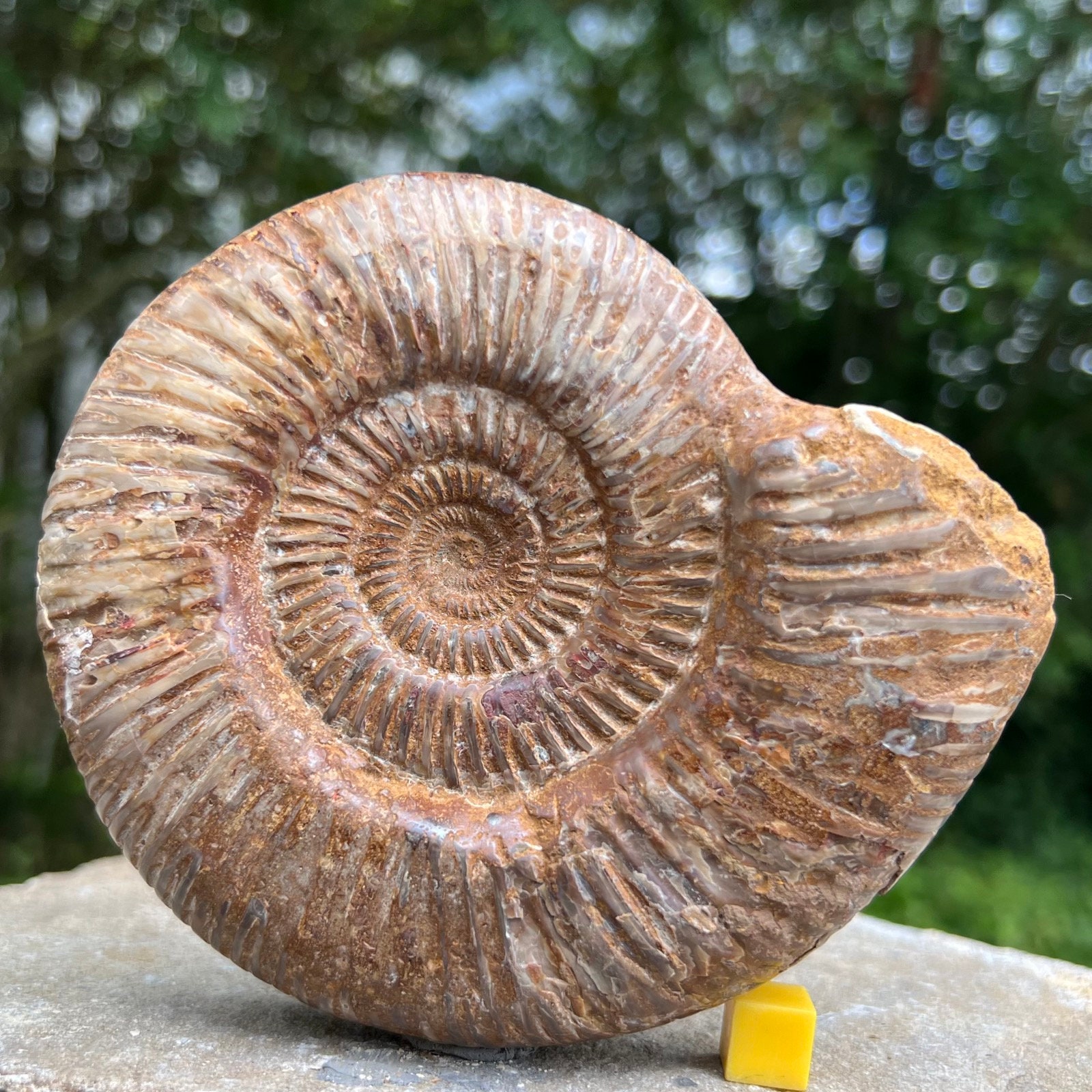 Jurassic Park Ammonite