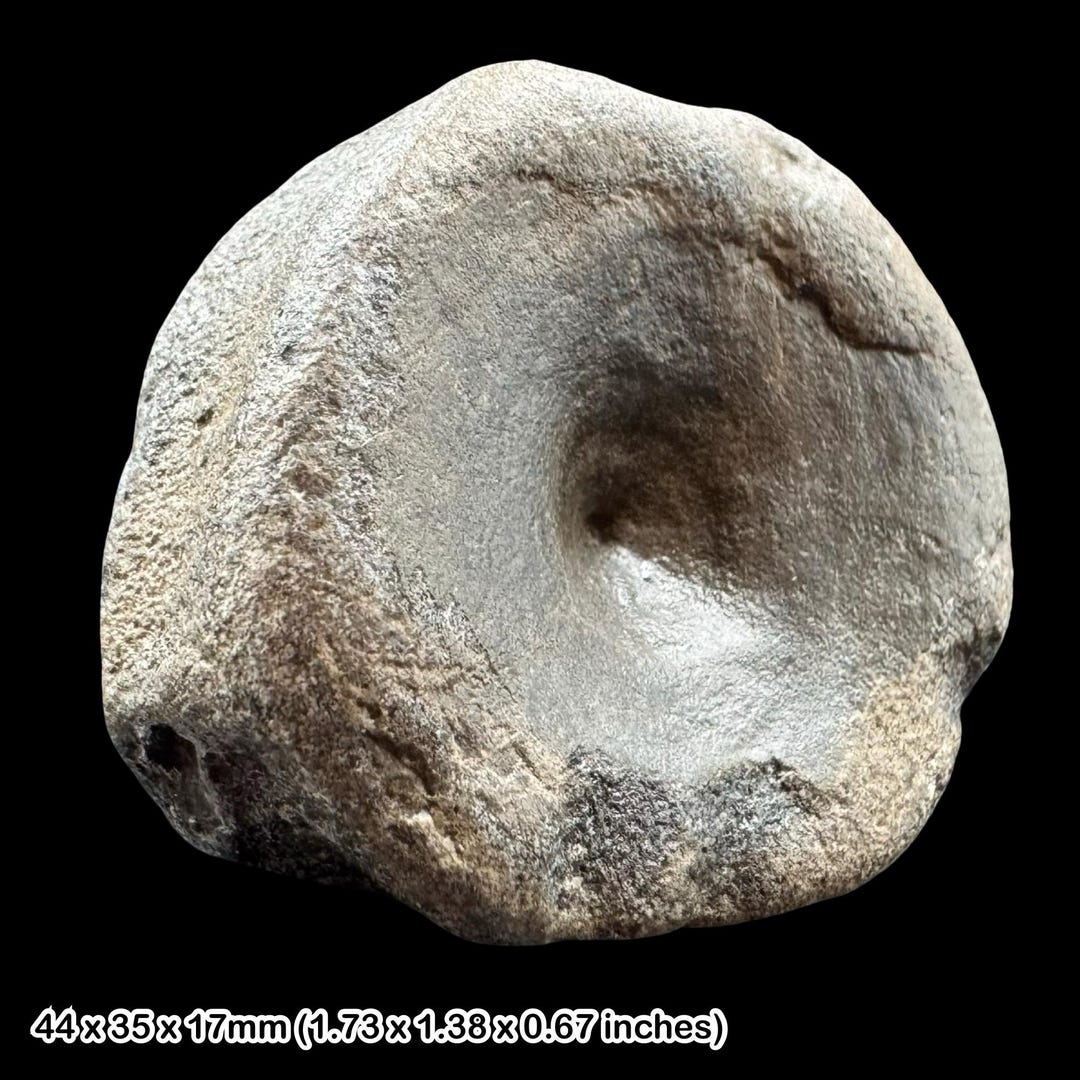 Ichthyosaur Vertebra Fossil Jurassic Marine Reptile Bone Black Ven Lyme ...