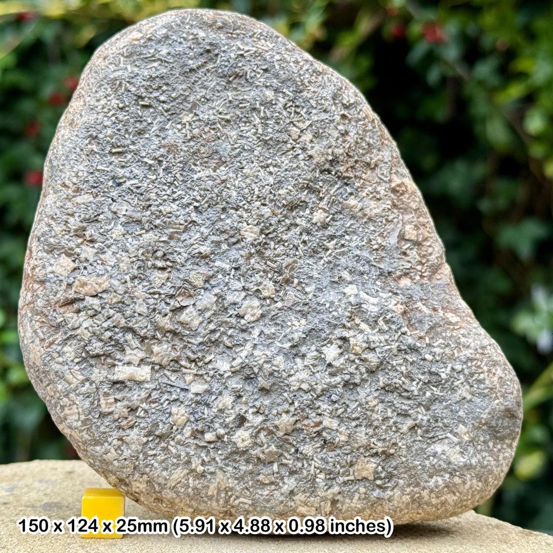 Jurassic Crinoid Star Fossil Slab, Lyme Regis Dorset, With COA - Etsy