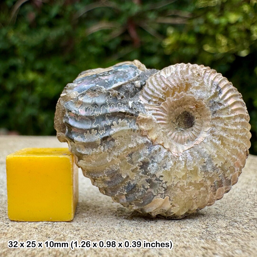 Rare Prodeshayesites Jacksoni Iridescent Fossil Ammonite Aptian ...