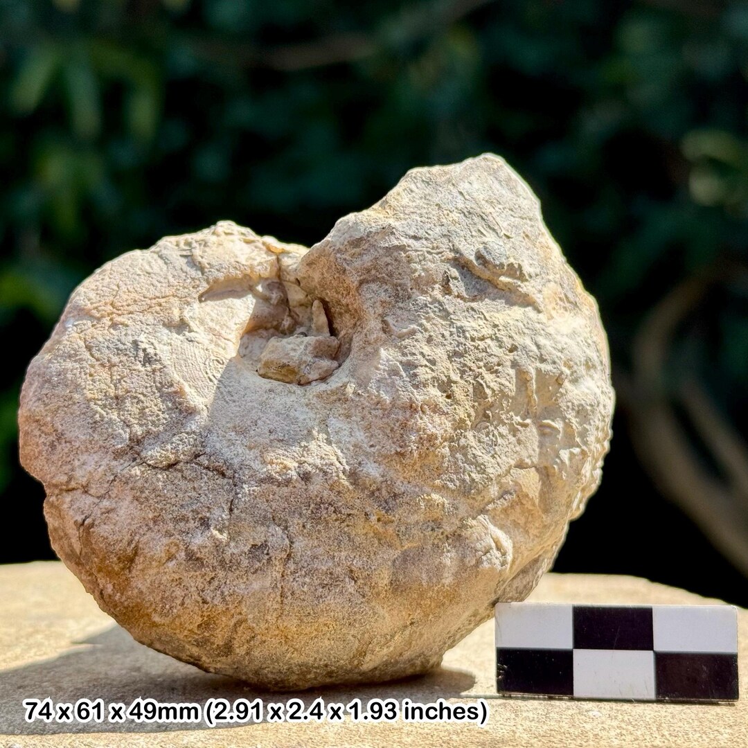 Cenoceras Fossil Nautilus - Beacon Limestone, Jurassic, Ilminster ...