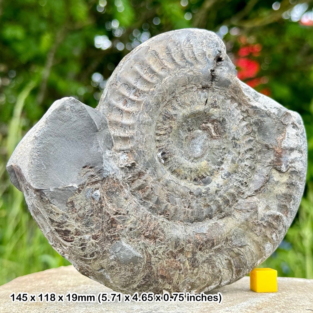 Hildoceras Ammonite Fossil With Bite Mark Jurassic Lower Lias ...
