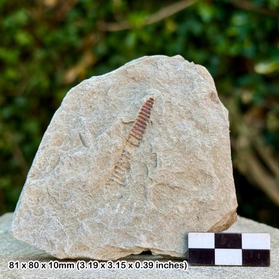 Orthocone Fossils