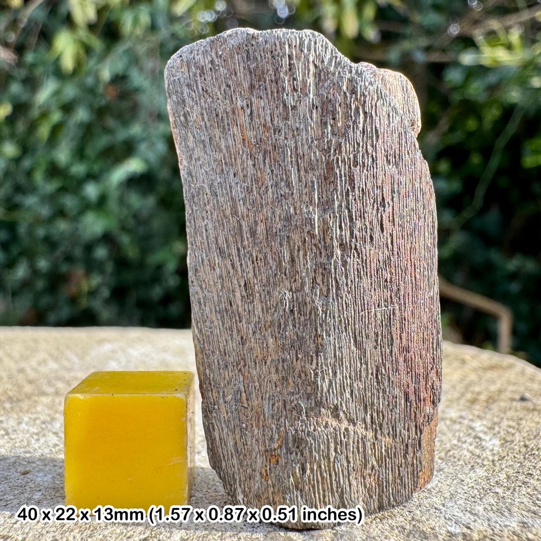 Fossil Pliosaur Rib Section Jurassic Kimmeridge Clay Dorset Uk Genuine ...