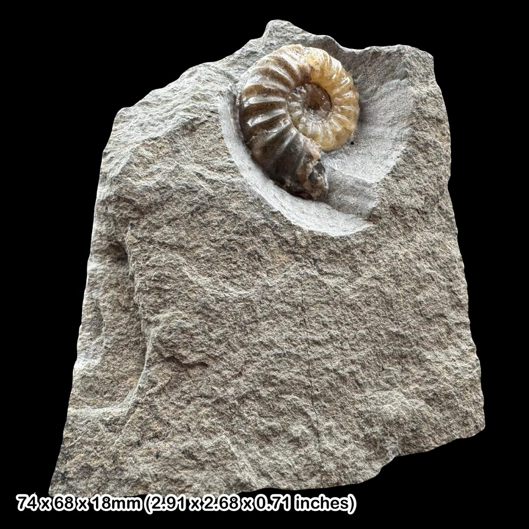 Asteroceras Calcite Ammonite Fossil Jurassic Lyme Regis Dorset Black ...