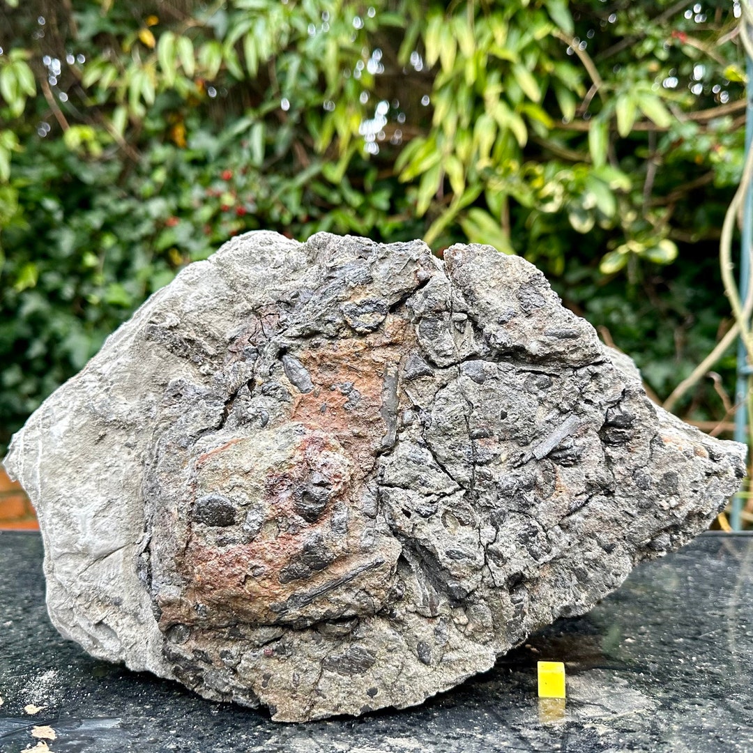 Fossil Bone Bed Reptiles Teeth & Coprolite Bed Collection - Etsy