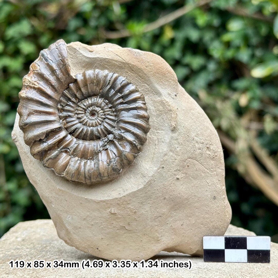 Androgynoceras Ammonite Fossil – Jurassic Golden Cap Dorset Uk, Lower ...
