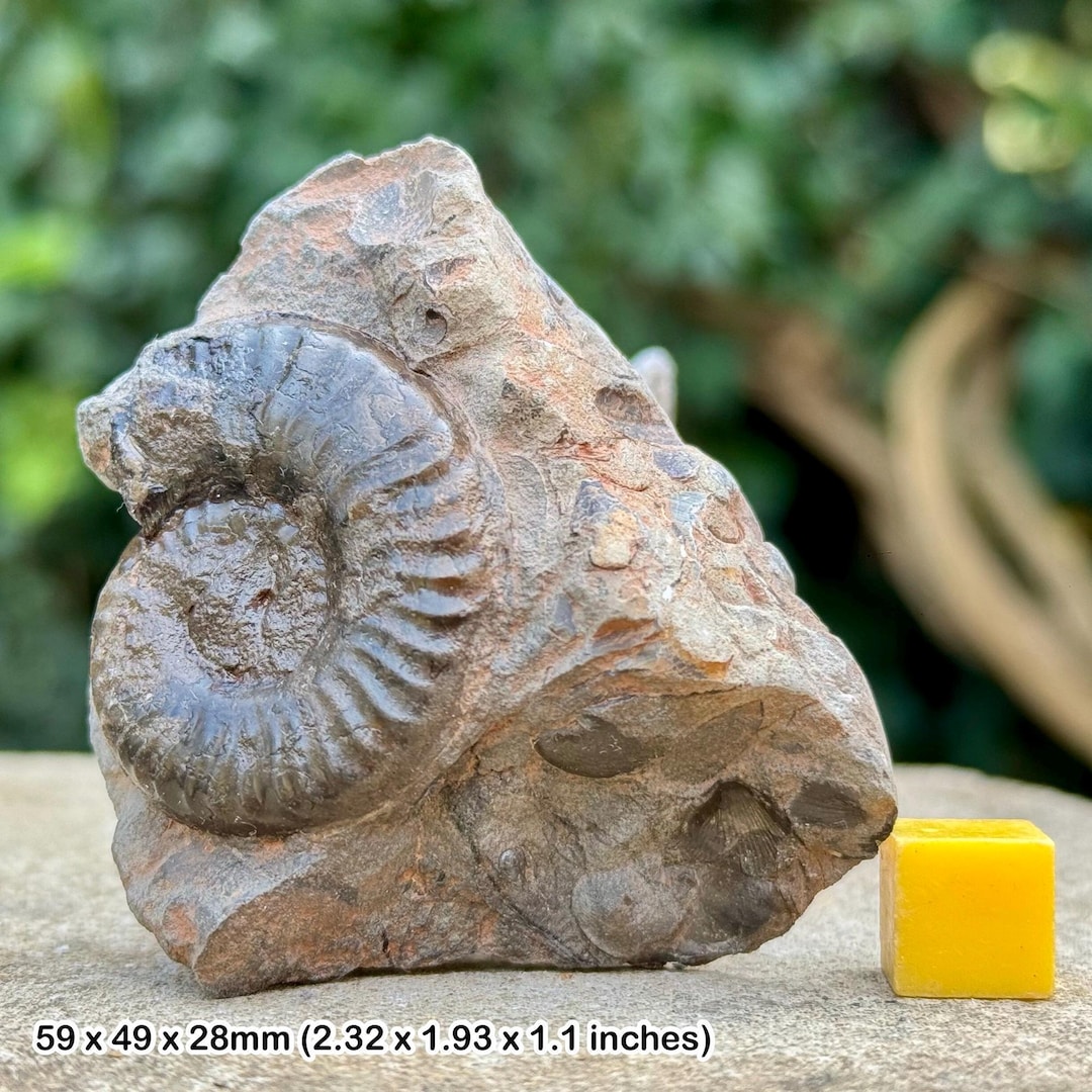 Pseudolioceras Fossil Ammonite – Upper Lias, Lower Jurassic – Runswick ...
