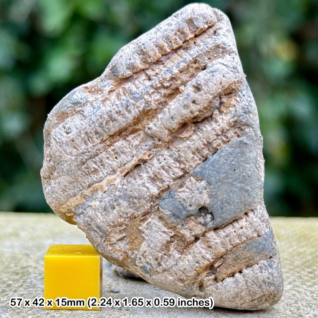 Genuine Fossil Crinoid (sea Lily) Stem Slab - Jurassic Coast ...