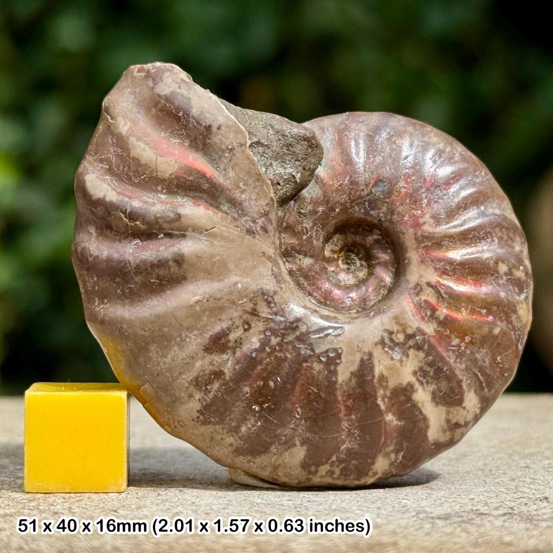 Aioloceras Iridescent Fossil Ammonite With Mother of Pearl Shell ...