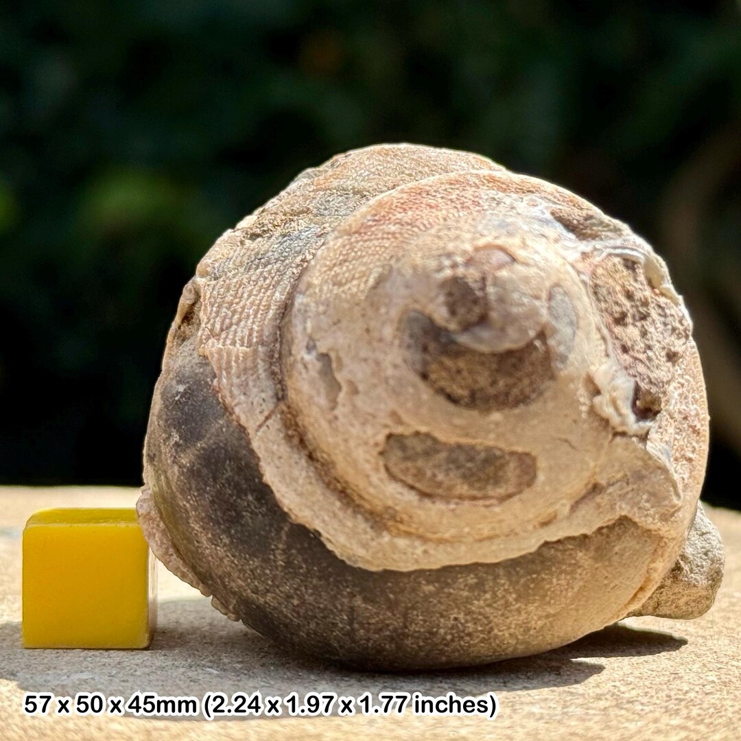 Large Bathrotomaria Reticulata Gastropod Fossil - Kimmeridge Clay ...
