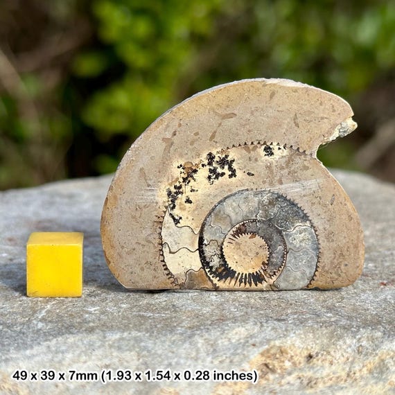 Fossil Limestone