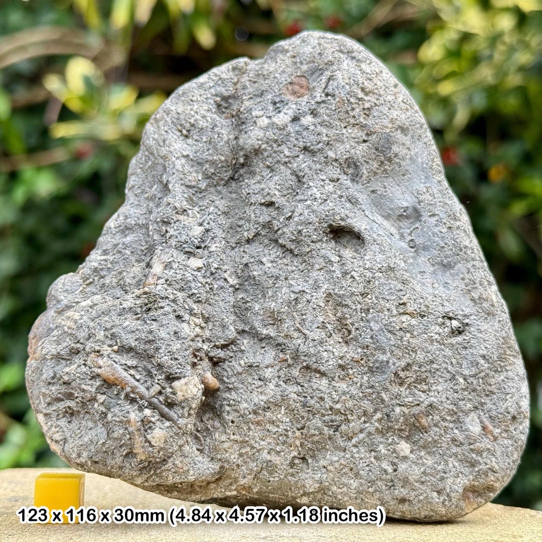 Pentacrinites Crinoid Star Slab Fossil With Belemnite | Jurassic Coast ...