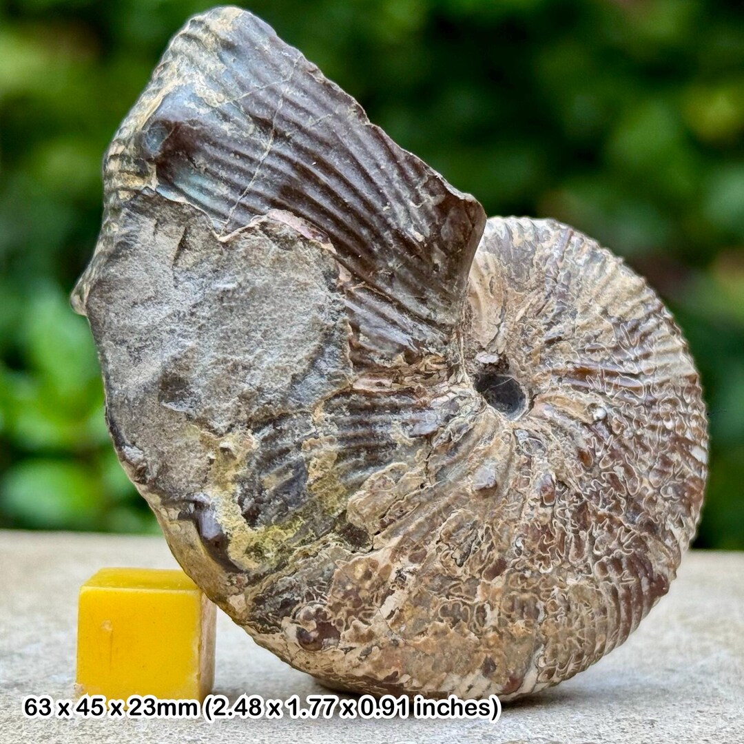 Very Rare Heteromorph Ammonite Scaphites - Jeletzkytes Brevis, Bearpaw ...