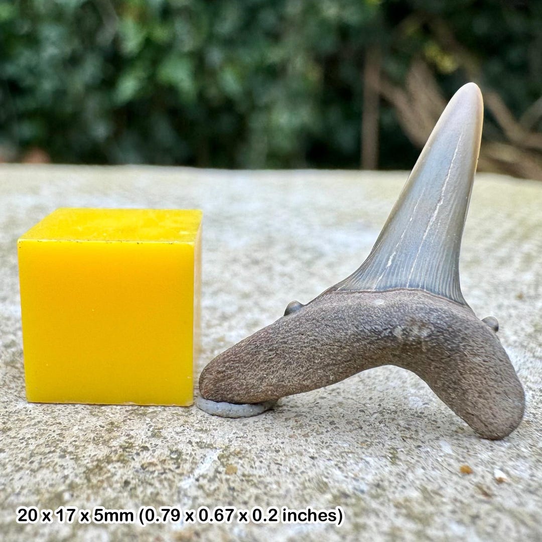 Fossil Sand Tiger Shark Tooth, Beltinge herne Bay, Eocene, Kent, Uk ...