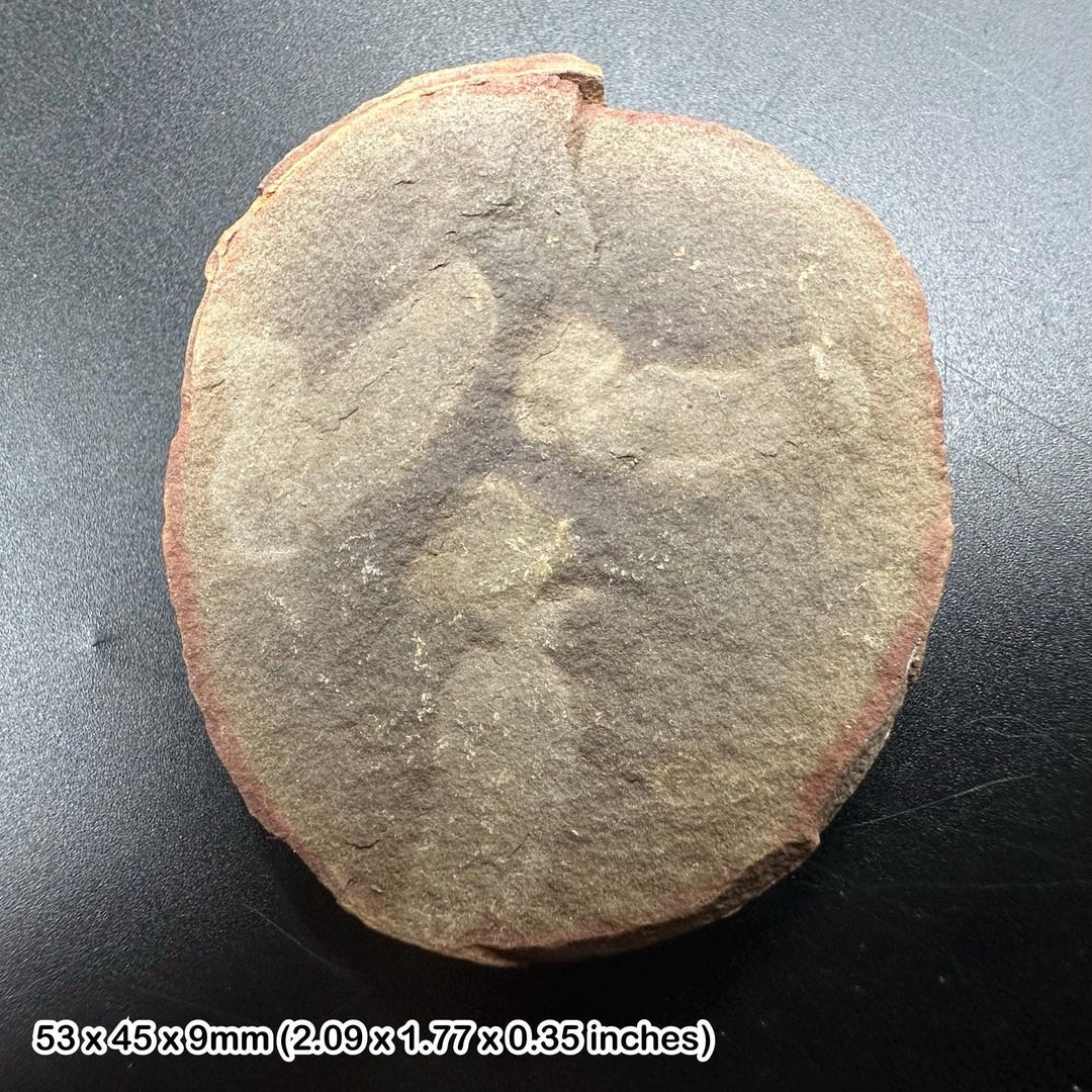 Fossil Acorn Worm, Mazoglussus Ramsdelli - Mazon Creek, Carboniferous ...